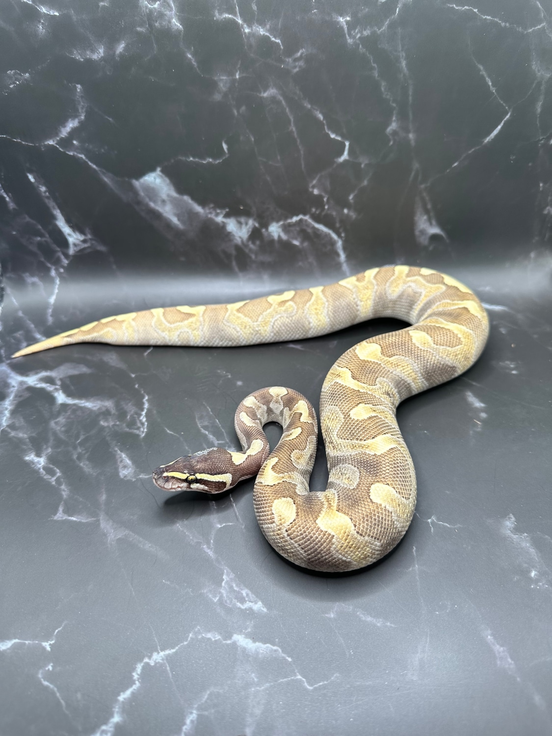 GHI Enchi Lesser Ball Python by Dave’s Danger Noodles - MorphMarket