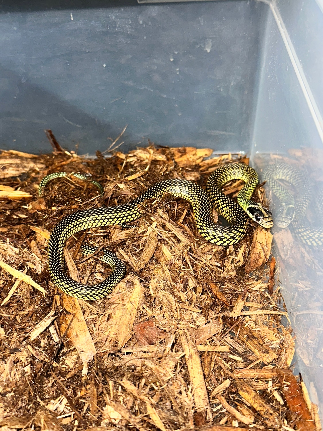 Jeweled Racer More Colubrid by Dave’s Danger Noodles - MorphMarket