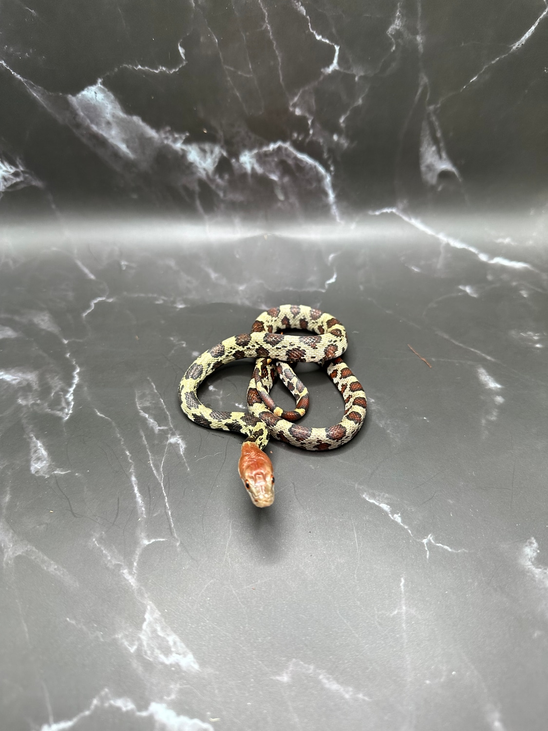 Hundred Flower Other Rat Snake by Dave’s Danger Noodles - MorphMarket