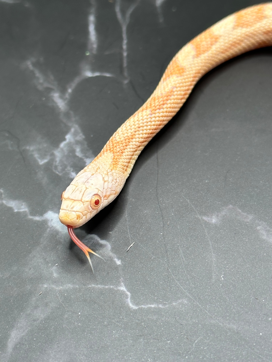 Bubblegum Western Rat Snake by Dave’s Danger Noodles - MorphMarket