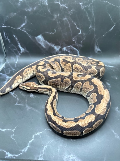 Nanny Vanilla FREE SHIPPING! Ball Python by Dave’s Danger Noodles