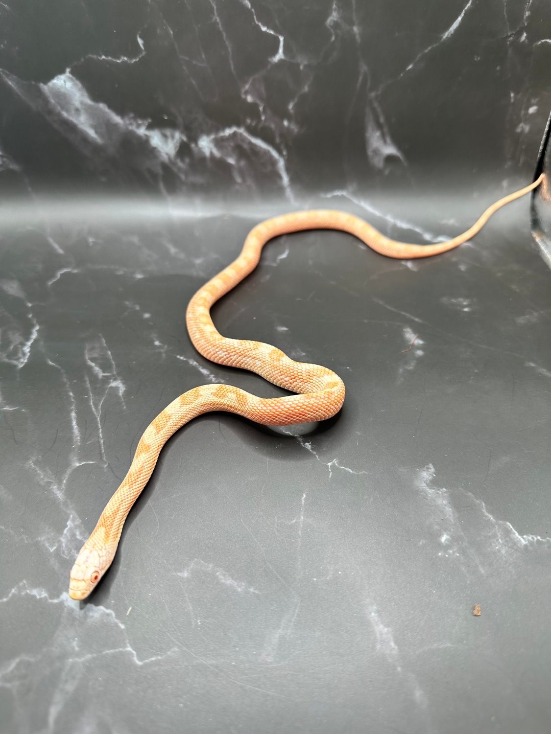 Bubblegum Other Rat Snake by Dave’s Danger Noodles - MorphMarket