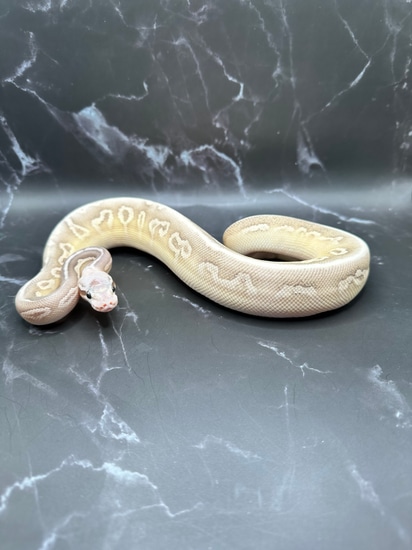 Pewter Butter Ghost Ball Python by Dave’s Danger Noodles