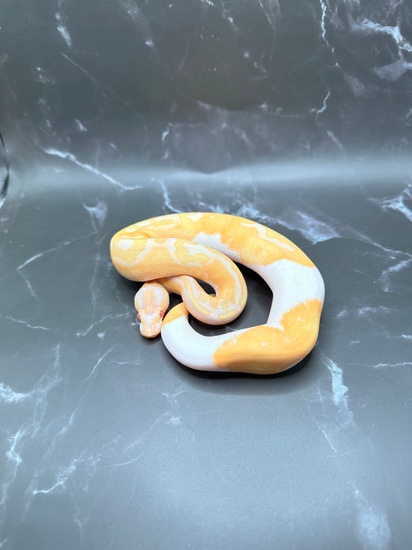 Albino Pied Ball Python by Dave’s Danger Noodles