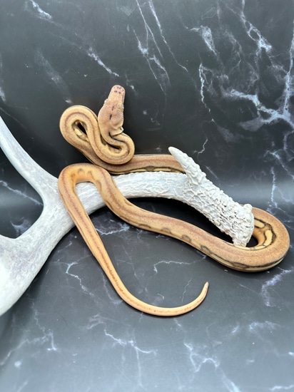 Suntiger Het Albino (White Or Purple) Reticulated Python by Dave’s ...