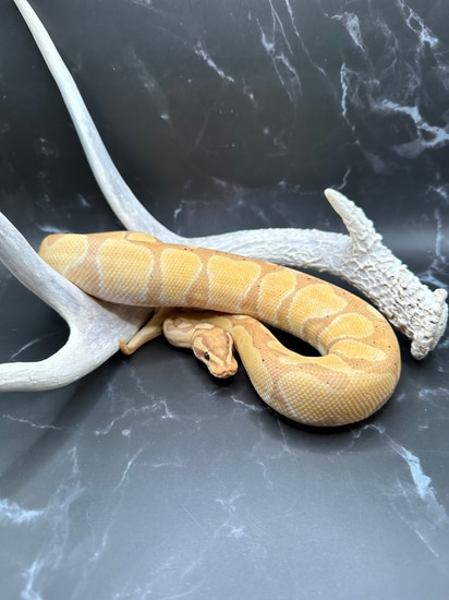 Banana Enchi Ball Python by Dave’s Danger Noodles