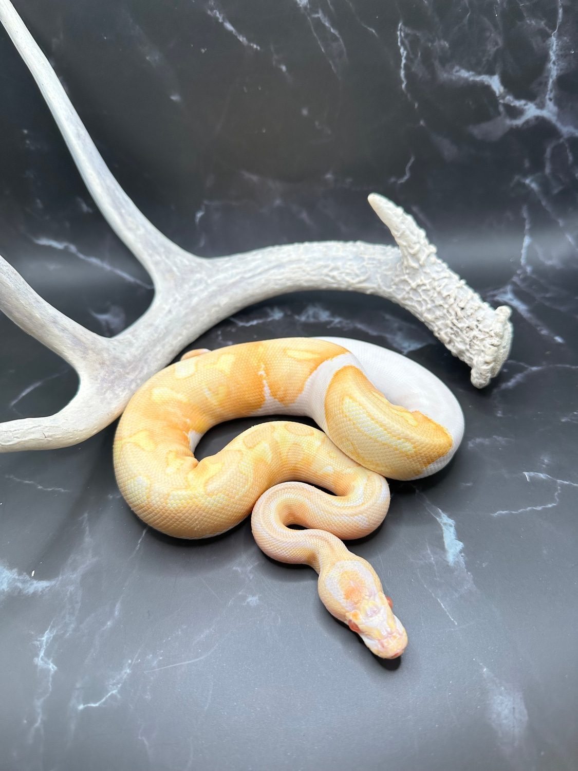 Albino Pied Ball Python by Dave’s Danger Noodles - MorphMarket