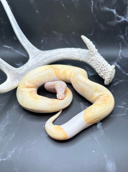Albino Pied Ball Python by Dave’s Danger Noodles