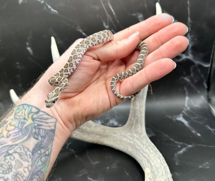 Bubblegum Other Rat Snake by Dave’s Danger Noodles - MorphMarket