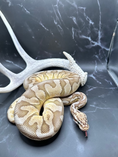 Super Pastel Lesser Woma HRA Yellow Belly FREE SHIPPING! Ball Python by ...