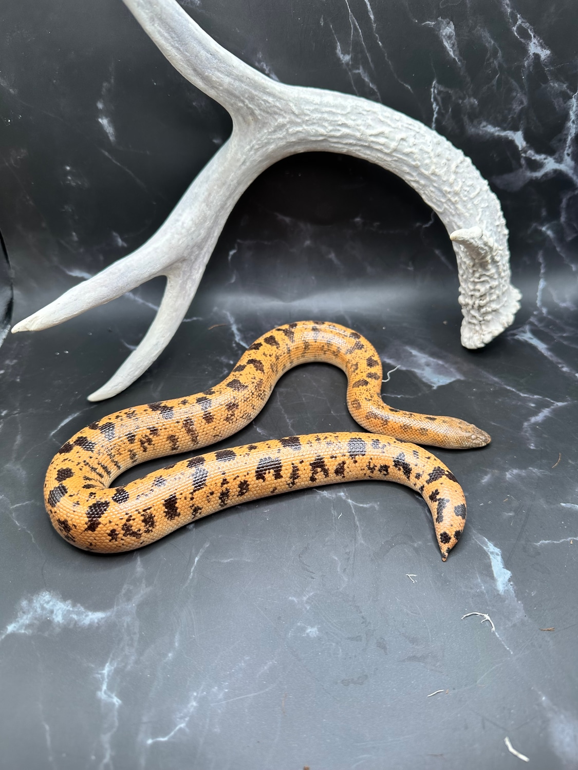 Sunburst Saharan Sand Boa by Dave’s Danger Noodles - MorphMarket