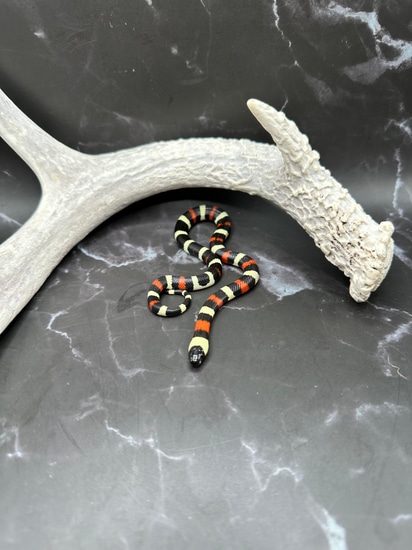 Partial Oreo Pueblan Milk Snake by Dave’s Danger Noodles