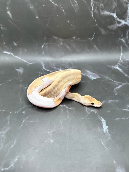 Champagne Cinnamon Pastel Ball Python by Dave’s Danger Noodles