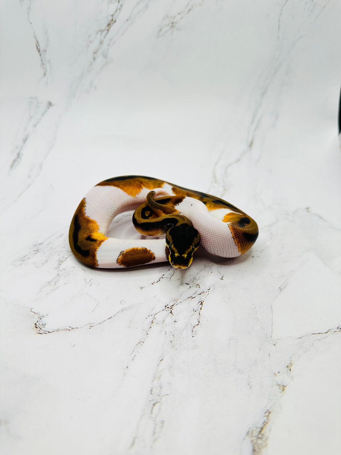 Pied Ball Python by Dave’s Danger Noodles - MorphMarket