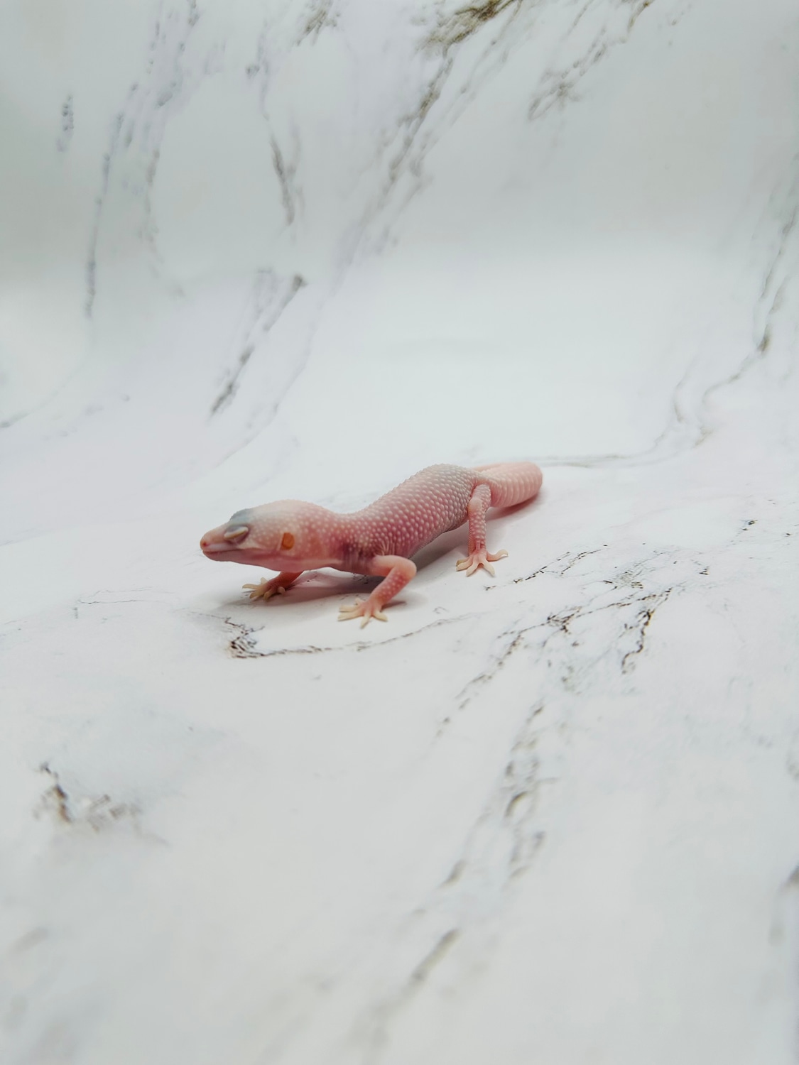Super Mack Snow Tremper Albino Leucistic Leopard Gecko by Dave’s Danger ...
