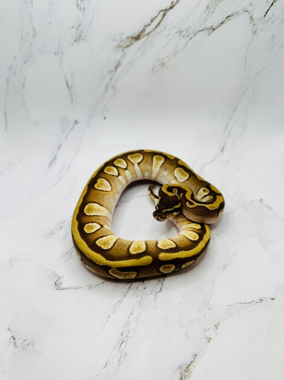Citron Mojave Enchi Mahogany FREE SHIPPING! Ball Python by Sticky Toe ...