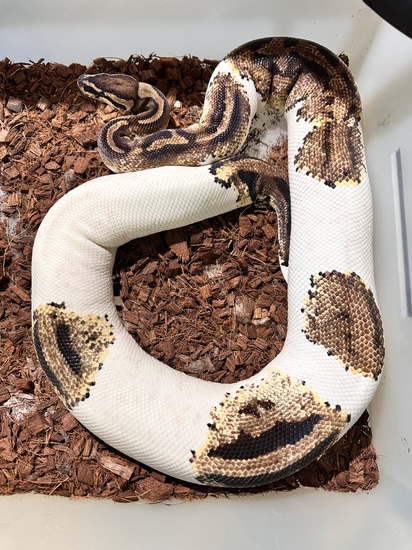 Vanilla Pied FREE SHIPPING! Ball Python by Dave’s Danger Noodles