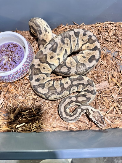Pastel FREE SHIPPING! Ball Python by Dave’s Danger Noodles