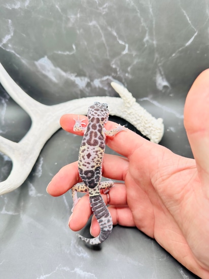 West Indian “Scaleless” FREE SHIPPING! Leopard Gecko by Sticky Toe ...