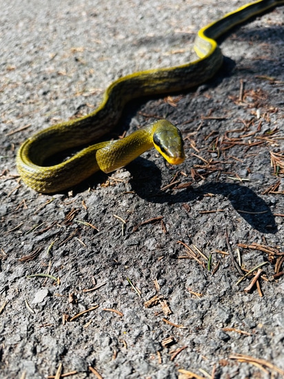 LTC Cave Dwelling Rat Snake (Grabowski) *FREE SHIPPING!* Beauty Rat ...