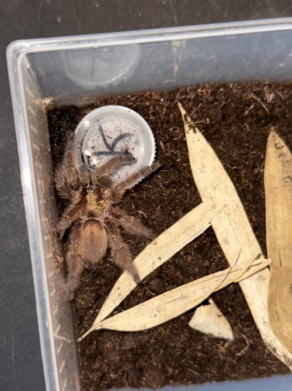 Caribbean Diamond Tarantula 2” Tapinauchenius Rasti by Sticky Toe ...