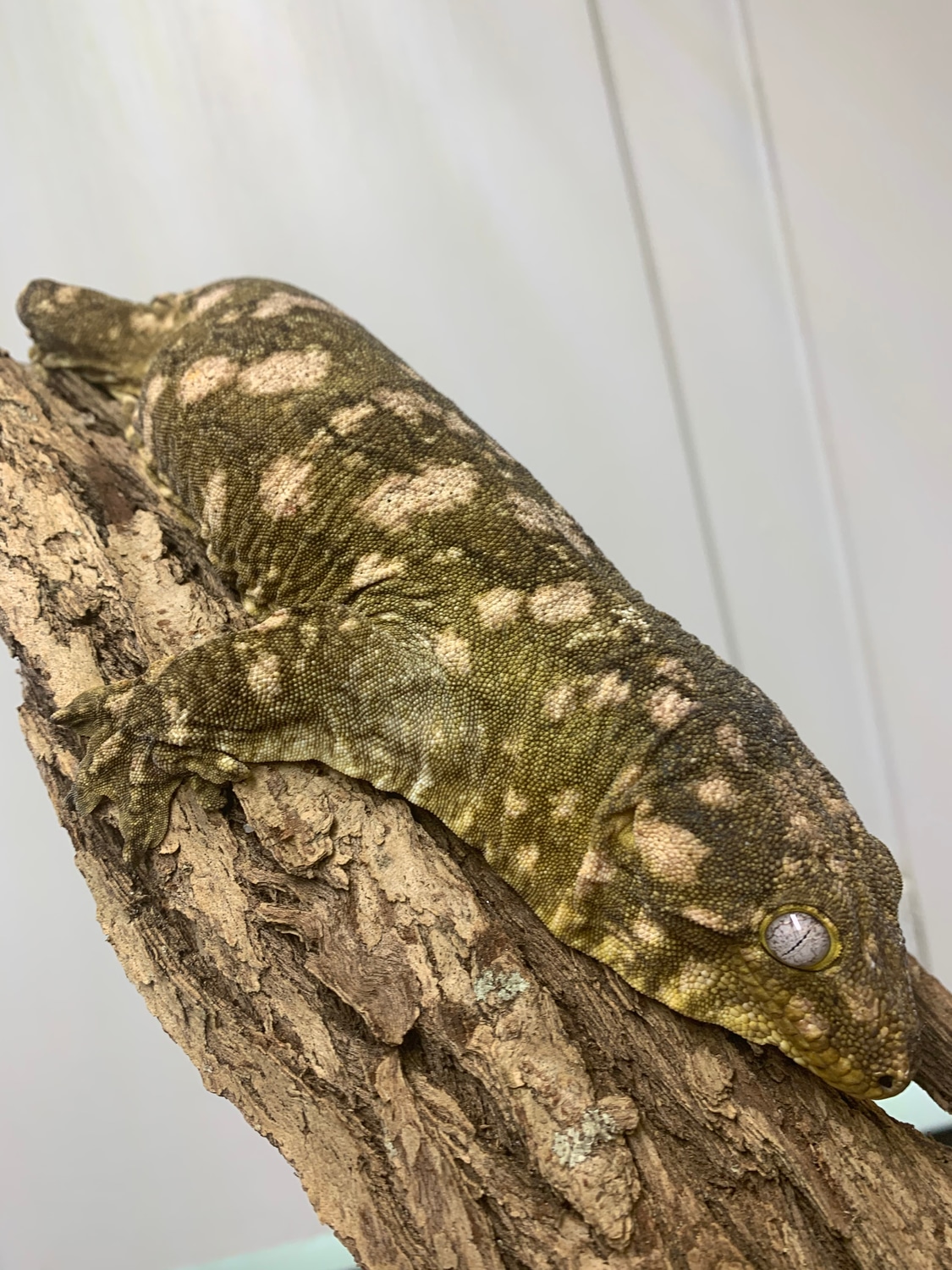 2019 Nuu Ana Leachianus Gecko by Scalebellies - MorphMarket