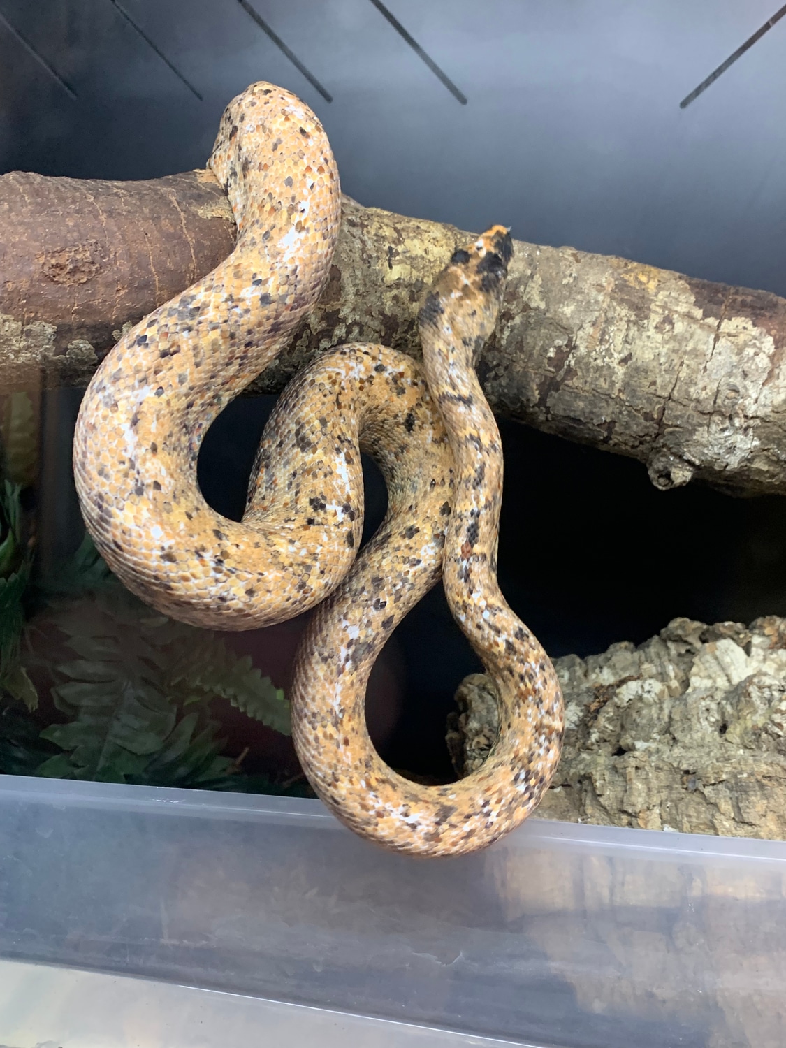 Dominican Red Mountain Boa - Calico Hispaniolan boa by Scalebellies ...