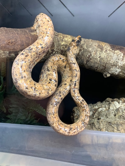 Dominican Red Mountain Boa - Calico Hispaniolan boa by Scalebellies
