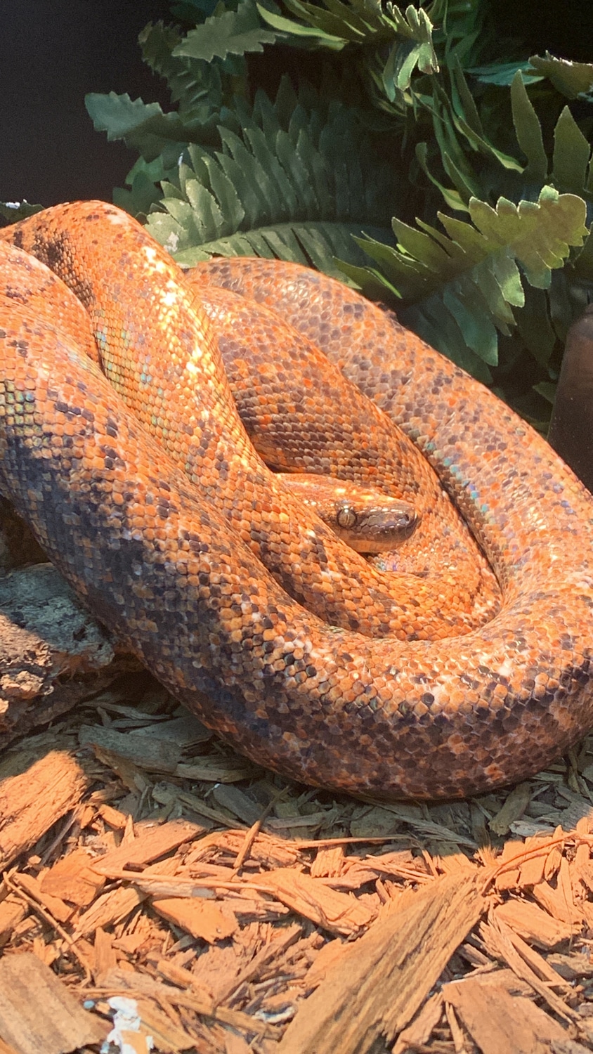 Dominican Red Mountain Boa - Calico Hispaniolan boa by Scalebellies ...