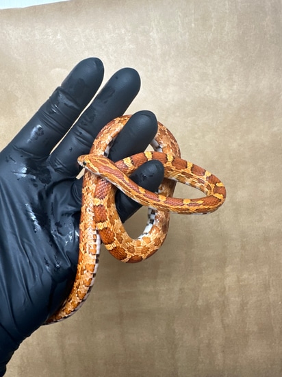 Triple Het Amel, Scaleless, And Palmetto Corn Snake by Scalebellies