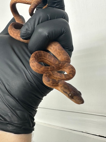 Calico Lineage - Dominican Red Mountain Boa Hispaniolan Boa by Scalebellies