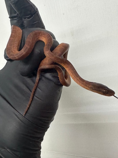 Calico Lineage Dominican Red Mountain Boa Hispaniolan Boa by Scalebellies