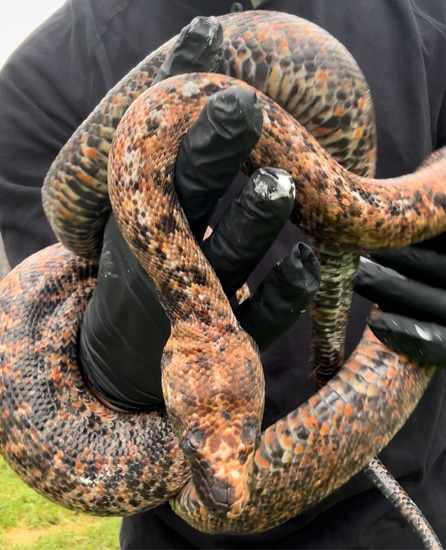 Dominican Red Mountain Boa - Calico Hispaniolan Boa by Scalebellies