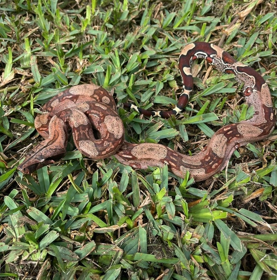 Guyana Redtail Boas True Red-Tailed Boa Constrictor by SWF Reptiles