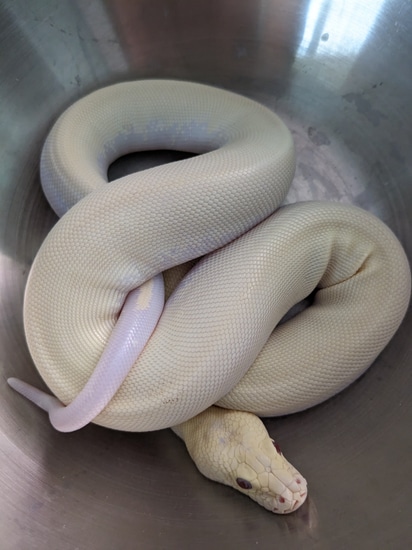 Albino Ivory Burmese Python by Deacon Exotics