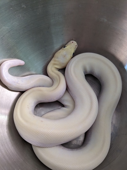 Ivory Burmese Python by Deacon Exotics