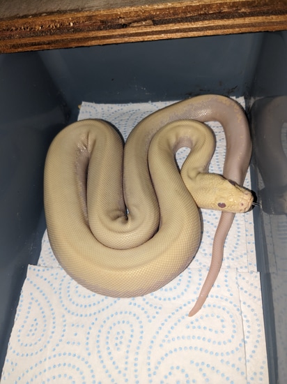 Albino Ivory Poss Het Granite 25% Dwarf Burmese Python by Deacon Exotics