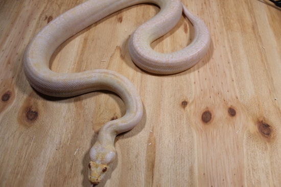 25% Dwarf Albino Ivory Granite Burmese Python by Deacon Exotics