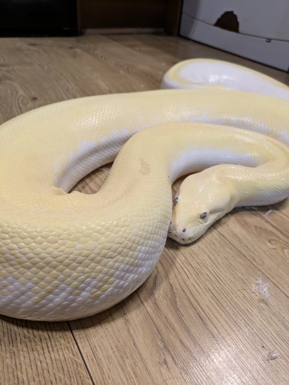Ivory Poss Het Granite Poss Het Albino Burmese Python by Deacon Exotics