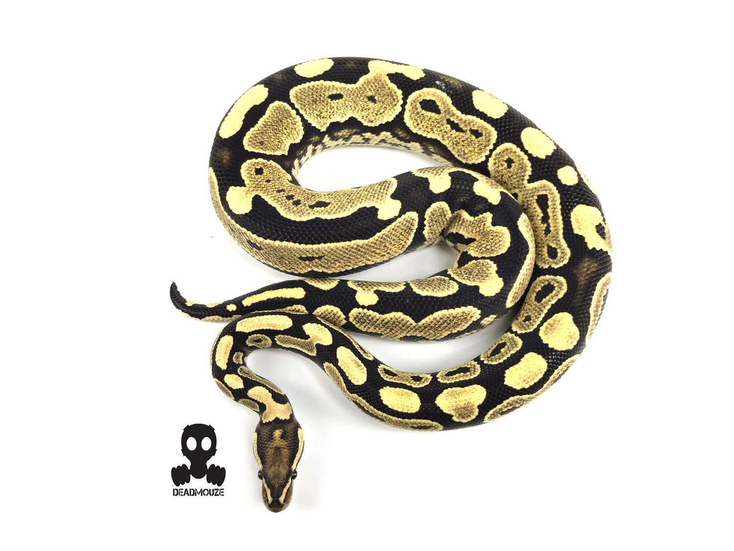 White Lace [SUPER Lace] Ball Python by DeadMouze - MorphMarket