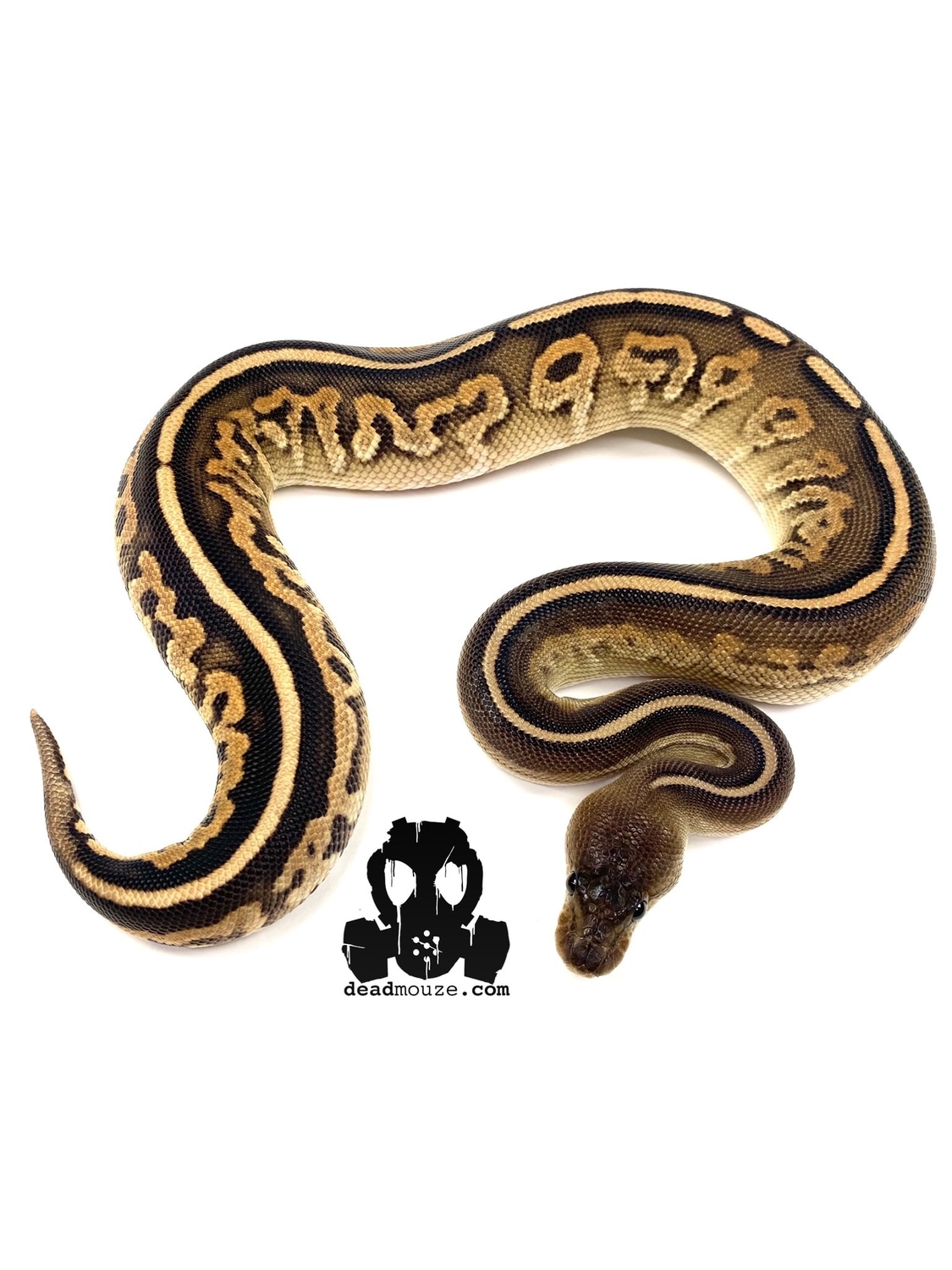 Cypress Cinnamon (Pos Yellow Belly) Ball Python by DeadMouze - MorphMarket