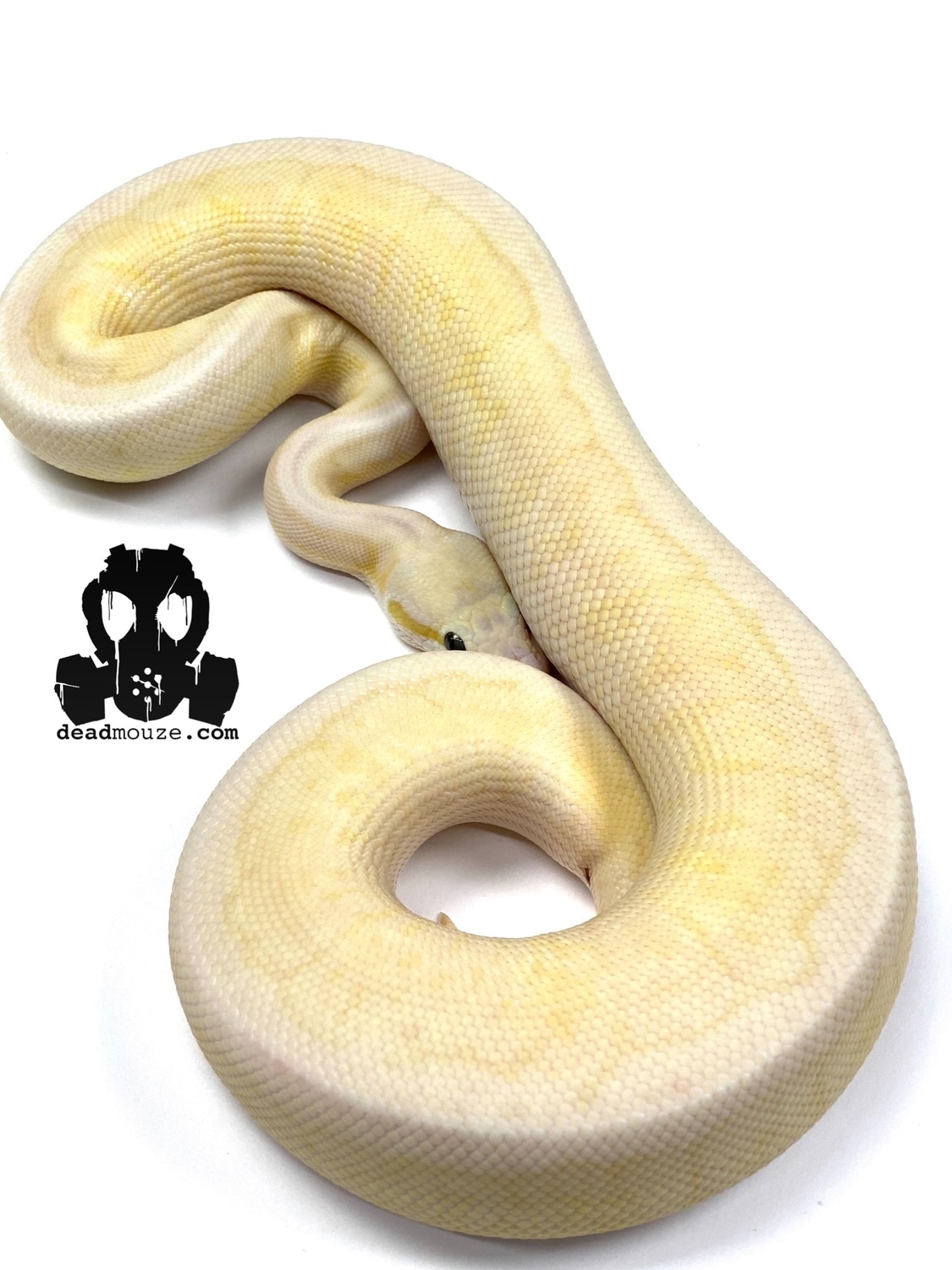 Crystal SpinnerBlast Vanilla Ball Python by DeadMouze - MorphMarket