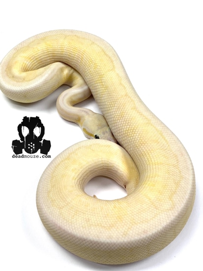 Crystal SpinnerBlast Vanilla Ball Python by DeadMouze