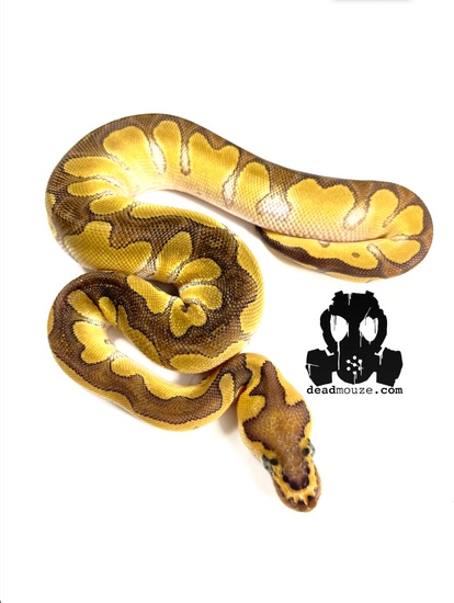Enchi Lace Clown Ball Python by DeadMouze