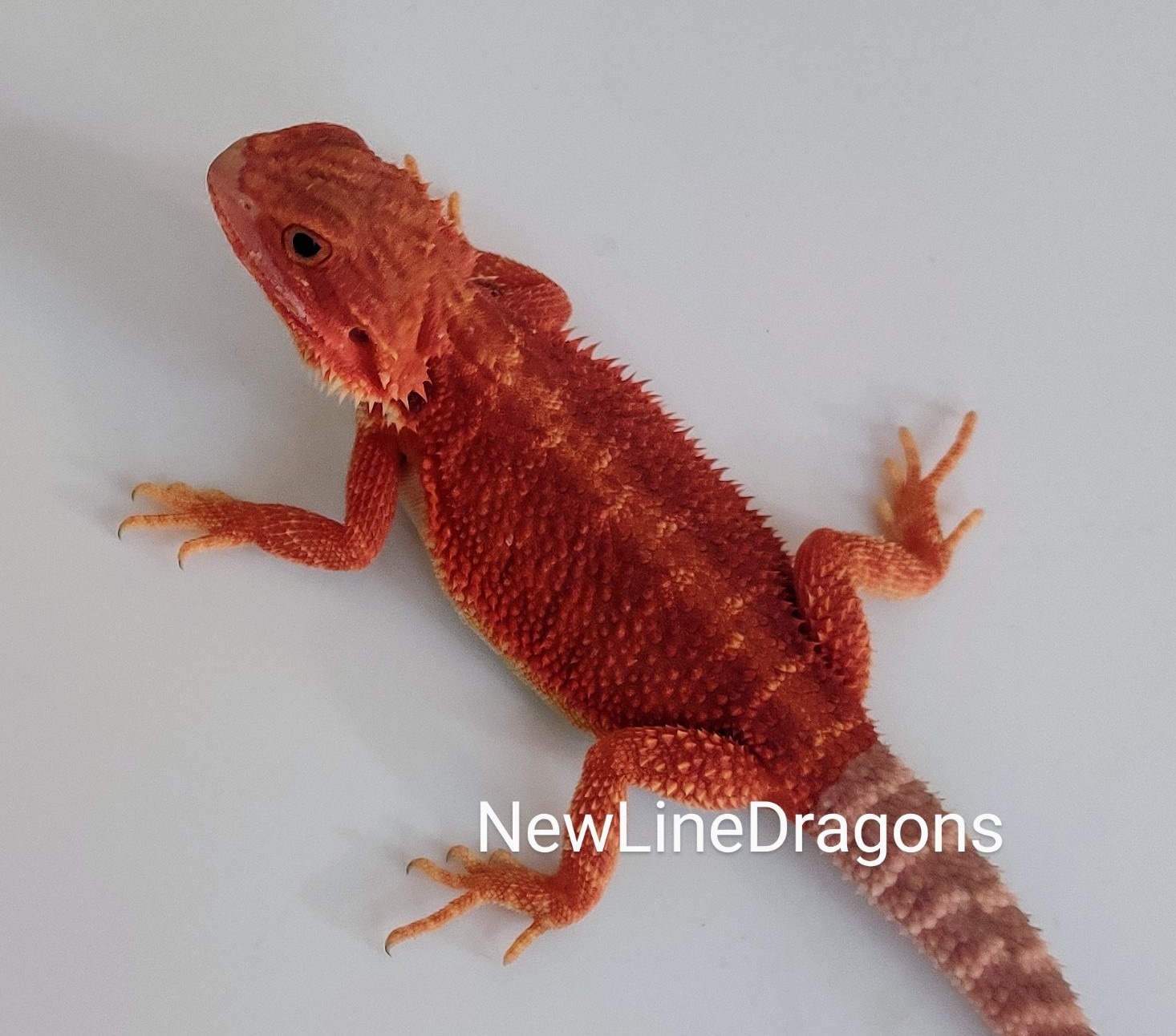Extreme Red Male Trans 66% Het Hypo Normal Scale Central Bearded Dragon ...