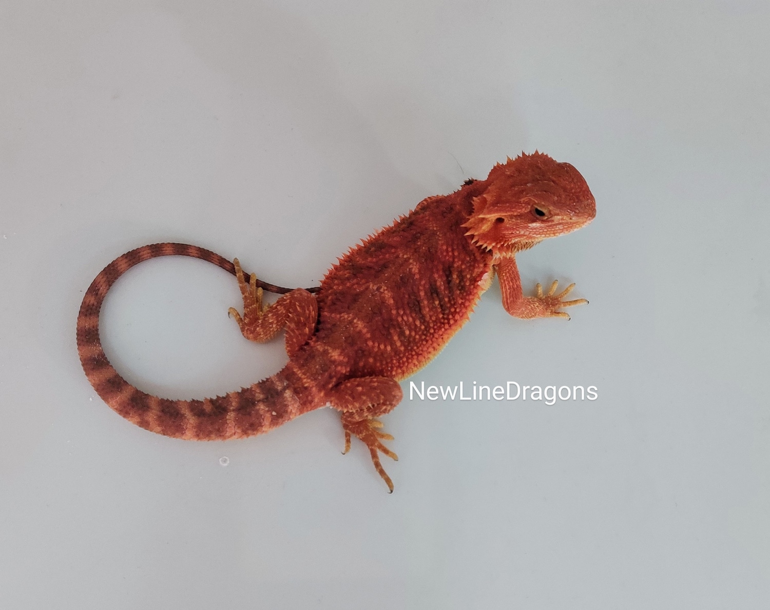Dark Red Tiger Male Trans 100% Het Hypo Normal Scale Central Bearded ...