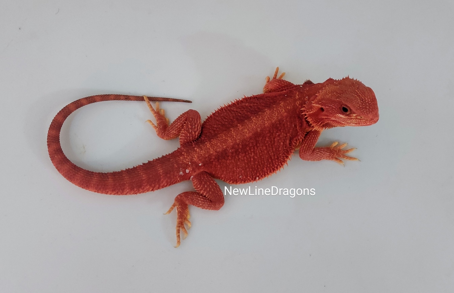 Red HypoTrans Central Bearded Dragon by NewLineDragons - MorphMarket