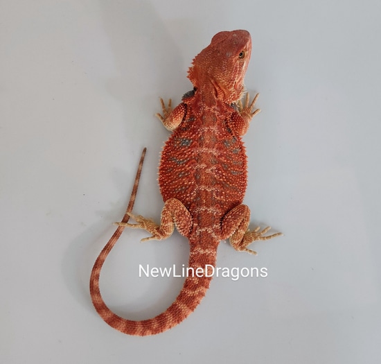 Red Hypo 66% Het Trans LC Hybrid Female Central Bearded Dragon by ...