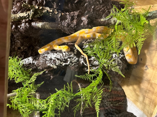 Purple Sunfire Retic Reticulated Python by A&A’s reptiles