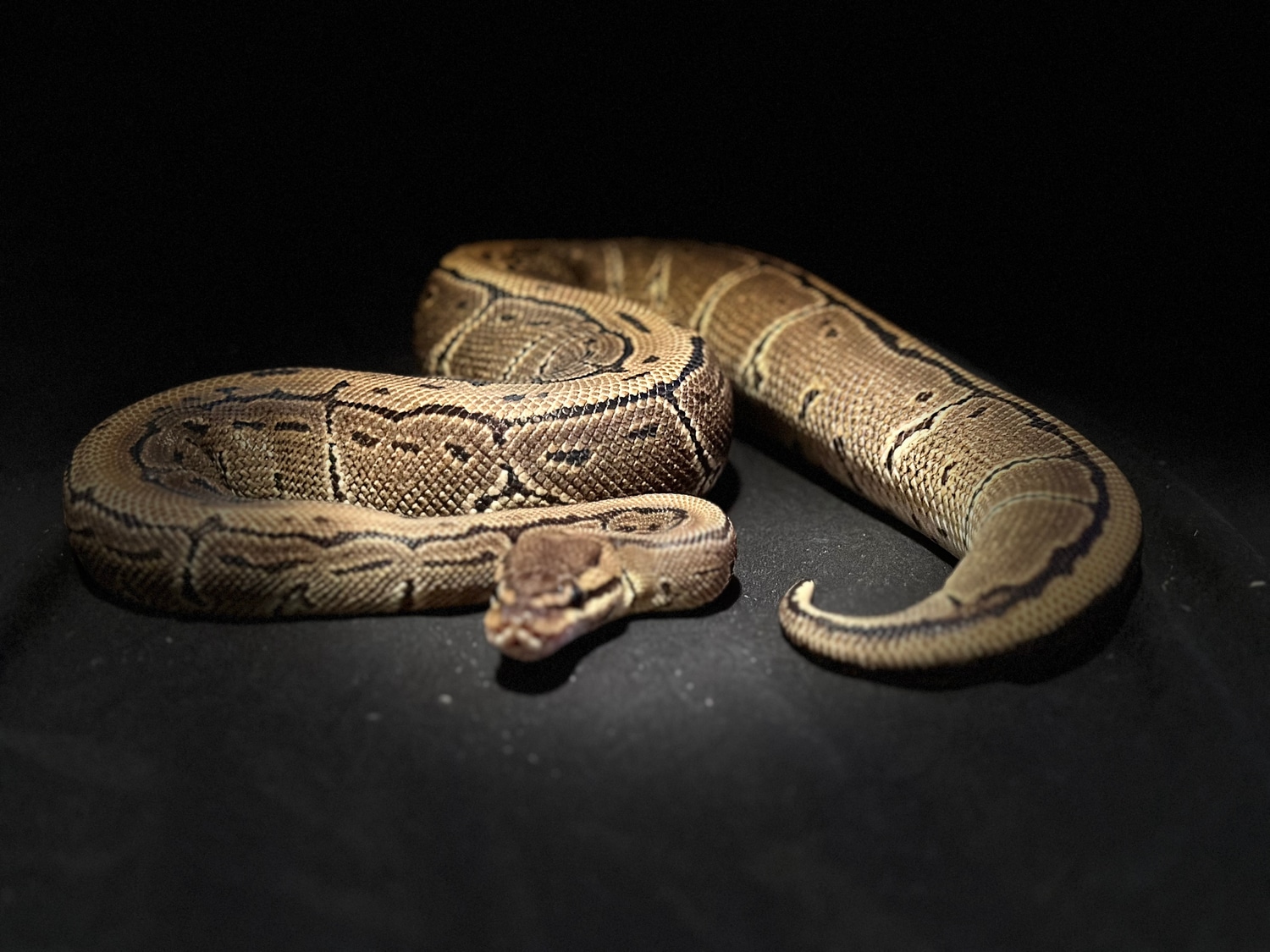 Pinstripe Ball Python by Deadwoods Reptiles - MorphMarket
